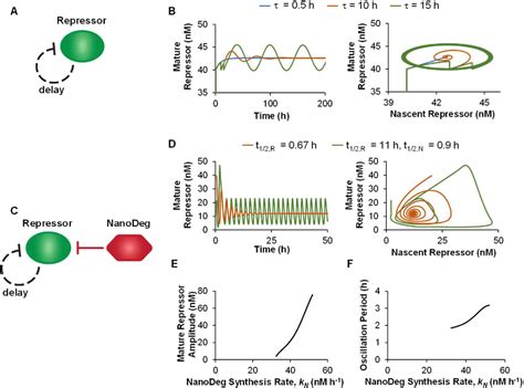 Figure 1 From Design Of Oscillatory Networks Through Post Translational