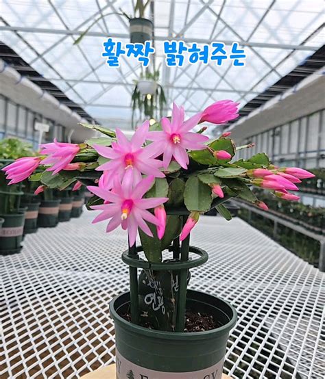 연핑크 봄원종게발선인장 이렇게 우리를 기분좋게 하네요 더로즈하우스농원 게발선인장전문 꽃사랑 수입게발선인장 흰색원종게발선인장 봄원종게발선인장 연핑크 봄원종게발