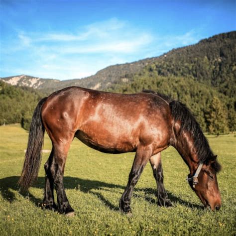 DiffEdit Editing Images Using Generative AI
