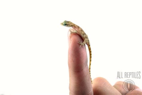 Steudners Pygmy Gecko