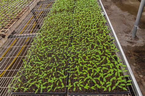 Plantas Cultivadas A Escala Industrial En Un Invernadero Controlado Por