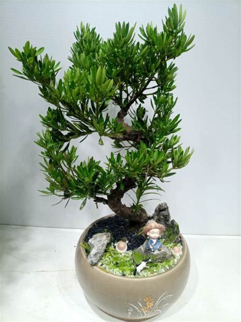 Podocarpus Macrophyllus Bonsai Plantssouq
