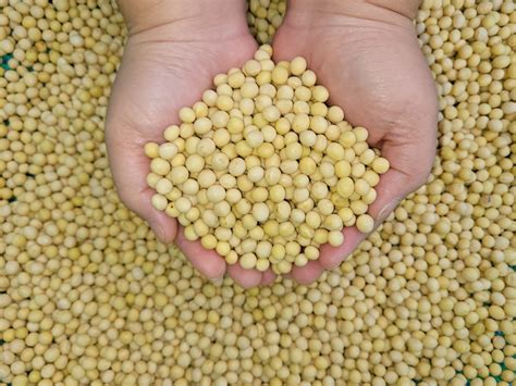 콩 팥 영덕장터