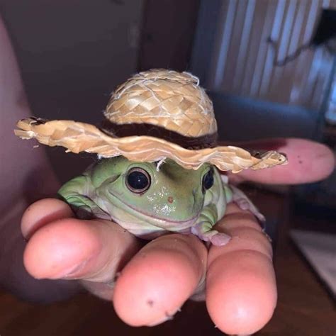 Adorable Collection Of Frogs In Hats