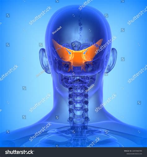 Human Sphenoid Bone Anatomy Medical Illustration3d Stock Illustration