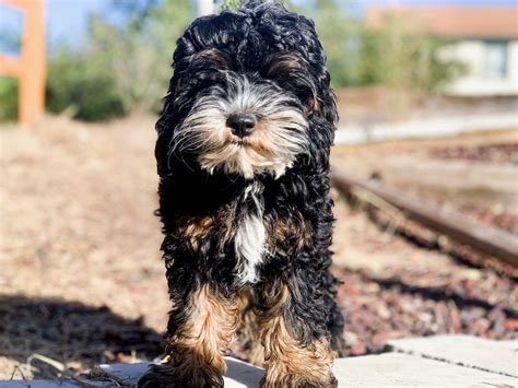 Guardian Home Application Doodles Of Oz