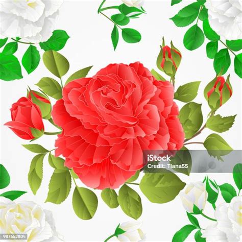 원활한 텍스처 흰색과 분홍색 장미 꽃 봉 오리와 잎 빈티지 축제 배경 벡터 식물 그림 결혼식에 대한 스톡 벡터 아트 및 기타 이미지 결혼식 꽃 나무 꽃 식물 Istock