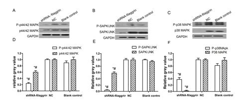 The Expression Of P4442 Mitogen Activated Protein Kinase Ad