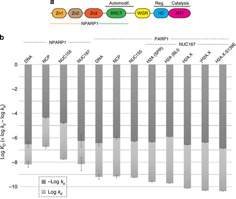 Parp1 Association With Dsb Activators A Domain Structure Of The 1024 Download Scientific