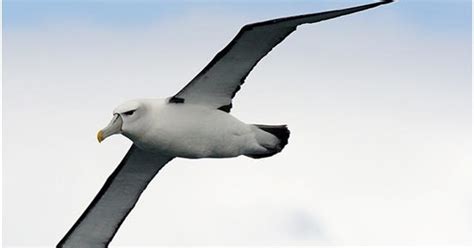 애니팩트 알바트로스는 가장 긴 날개를 가진 새다