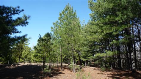 Resources Buddha Mind Monastery