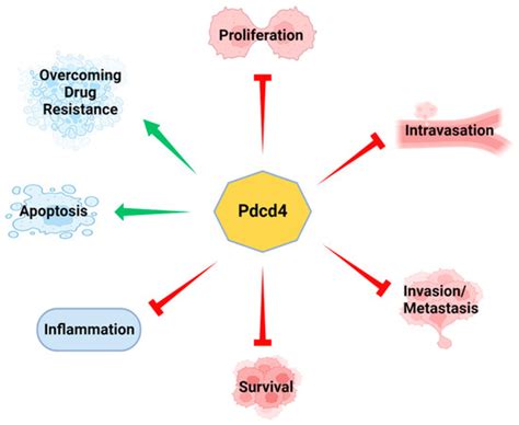 The Impact Of Pdcd4 A Translation Inhibitor On Drug Resistance
