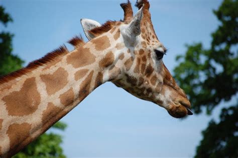 Genome Reveals Why Giraffes Have Long Necks Scientific American