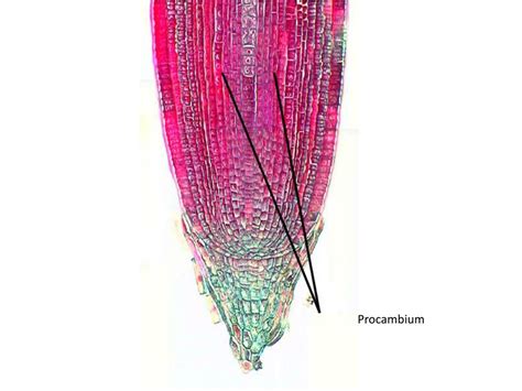 Ppt Growth In Plants Powerpoint Presentation Free Download Id2181964