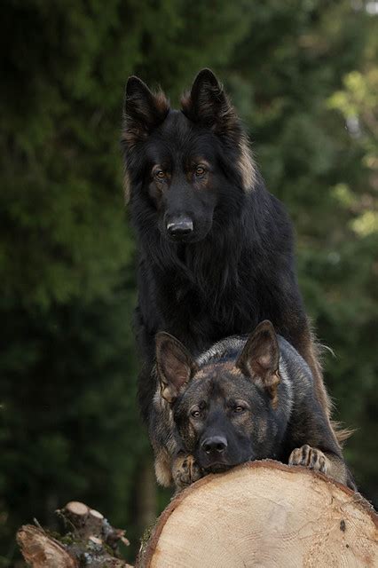 de.working-dog.com/dogs-details/6527815/Fenrir-vom-treuen… | Flickr