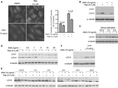 Figure 1 From Mitochondrial Electron Transport Chain Complex Iii Is Required For Antimycin A To