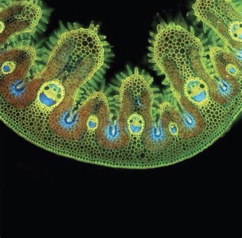 Image Courtesy Of Mitoq Cells Contained Within Grass Beautiful