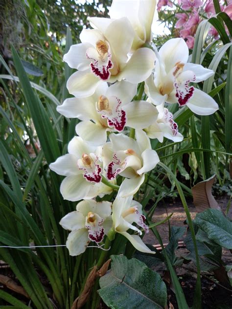 Details 100 Orquidea De La Tierra Abzlocal Mx
