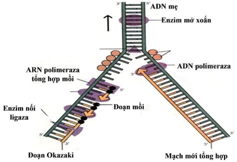 Quá Trình Nhân Đôi ADN Diễn Ra Theo Nguyên Tắc Nào GenPlus