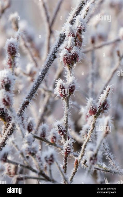 Salix Gracilistyla Mount Aso Willow Mount Aso Salix Chaenomeloides