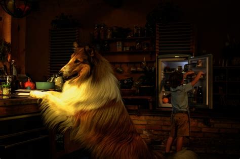 El Punt Avui Lassie Una Nova Aventura