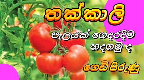 තක්කාලි පැලයක් ගෙදරදිම හදාගමු ද ගෙඩි පිරුණු 🌱🍅 Youtube