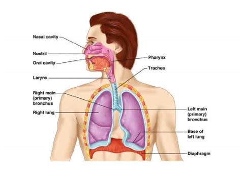 Human Respiratory System Class 6 Srijan Icse Biology Solutions Chapter