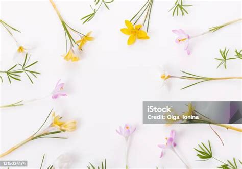 하얀 배경에 봄 꽃 크로커스에서 축제 봄 또는 부활절 프레임 개념에 대한 스톡 사진 및 기타 이미지 개념 계절 꽃 식물