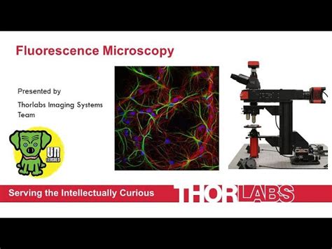 Free Video Fluorescence Microscopy Technology Fundamentals And Applications From Thorlabs