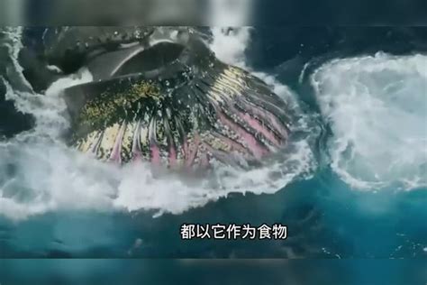 每年被人吃掉2亿吨，繁衍速度令人瞠目结舌，吃货也奈何不了它！速度吃货