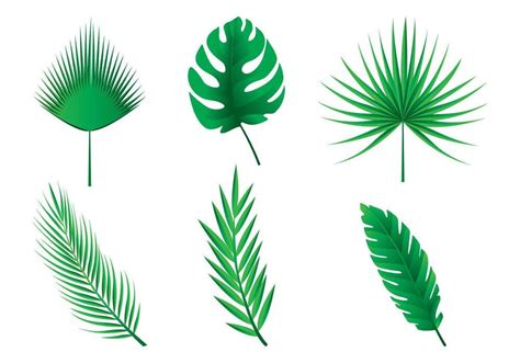 Palm Tree Leaves Vector Art Icons And Graphics For Free Download