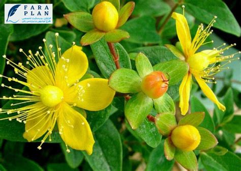 طرح توجیهی راه اندازی مزرعه گل راعی