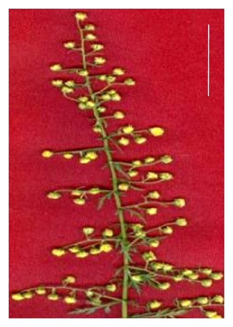 Morphological And Physiological Alterations In Artemisia Annua Download Scientific Diagram