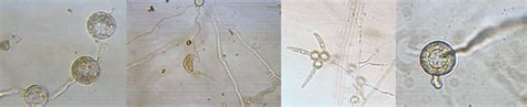 measurements — pythium — department of plant pathology and