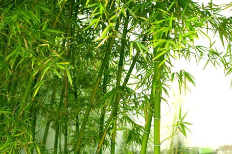 Bí ẩn Hoa Tre Loài Hoa Trăm Năm Nở Một Lần Không Phải Ai Cũng Biết