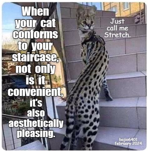 Just Call Him Stretch Lolcats Lol Cat Memes Funny Cats Funny Cat Pictures With Words