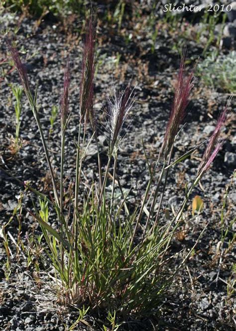 Bottlebrush Squirreltail