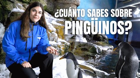Cuánto saben nuestros visitantes acerca de pingüinos YouTube