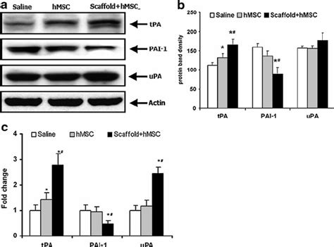 Western Blot Analysis A And B And Quantitative Real Time Polymerase