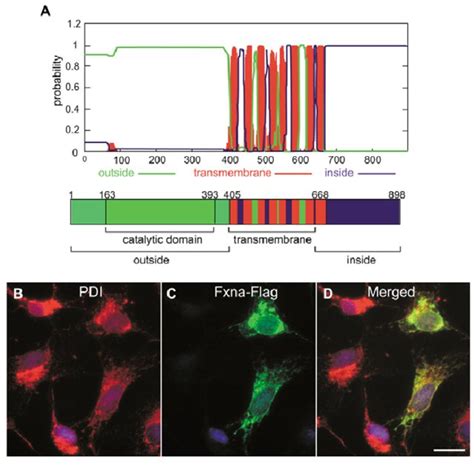 The Cellular Localization Of Fxna A Predicted Cellular Localization
