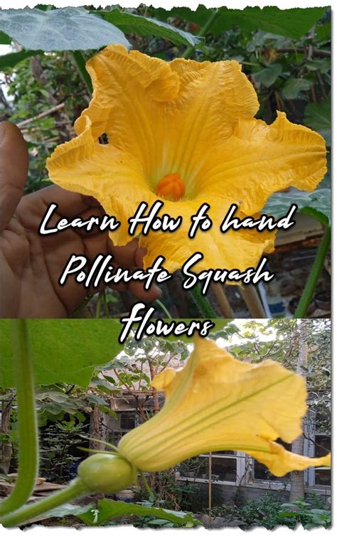 Hand Pollinating Squash Flowers Squash Flowers Garden Lovers Club
