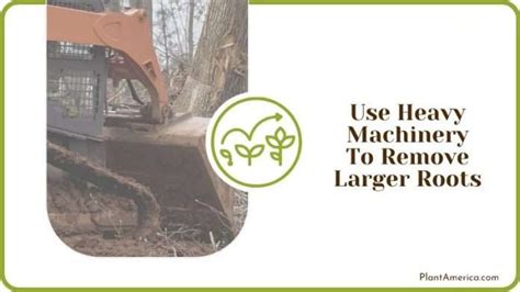 How To Remove Tree Roots A Complete Guide To Removal Plant America