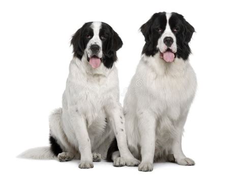 белизна Landseer черных собак сидя Стоковое Фото изображение