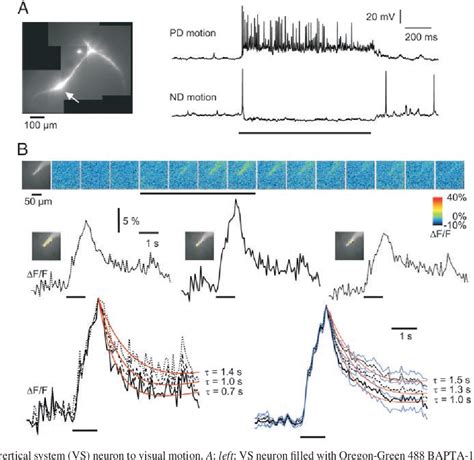 Figure 1 From Ca Clearance In Visual Motion Sensitive Neurons Of The