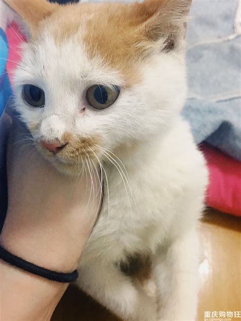 领养橘猫 宠物花草 重庆购物狂