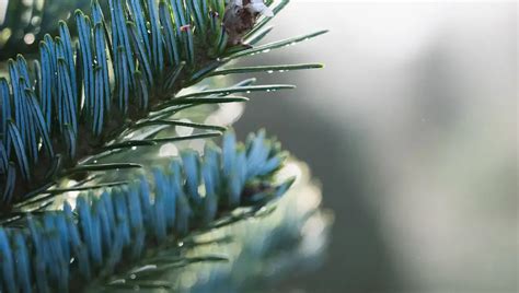 Where Do Blue Spruce Trees Grow Best Finally Understand