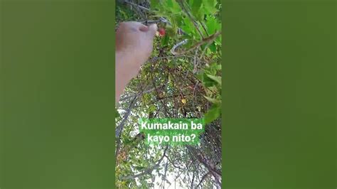 Aratilis Tree Youtube