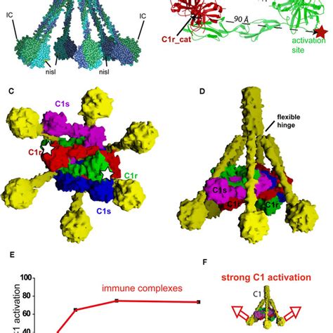 C1q Binding To Apoptotic Cell Ligands A Surface Plasmon Resonance