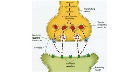 Neurotransmitters - Functions & Mechanism Of Action In Cns - www.medicoapps.org