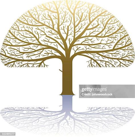 62 Oak Tree Shadow High Res Illustrations Getty Images